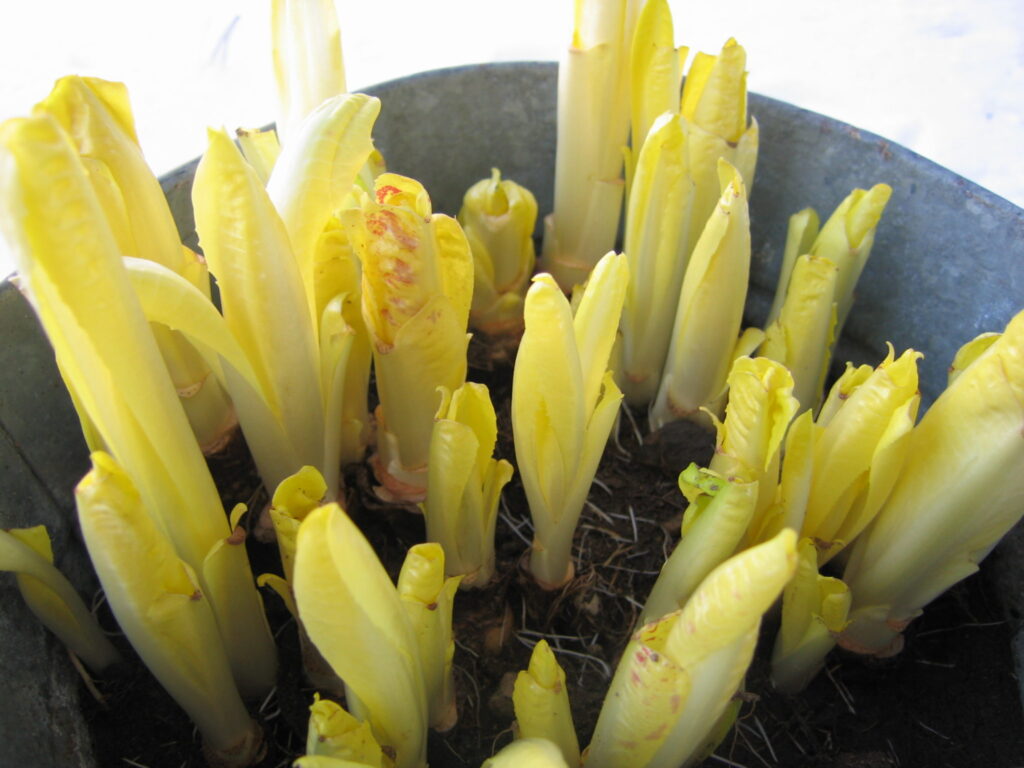 Growing Belgian Endive - SeedMoney