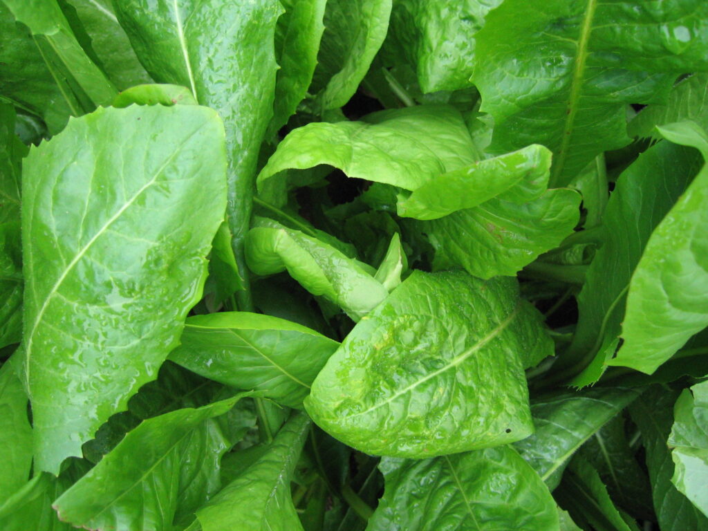 Growing Belgian Endive - SeedMoney