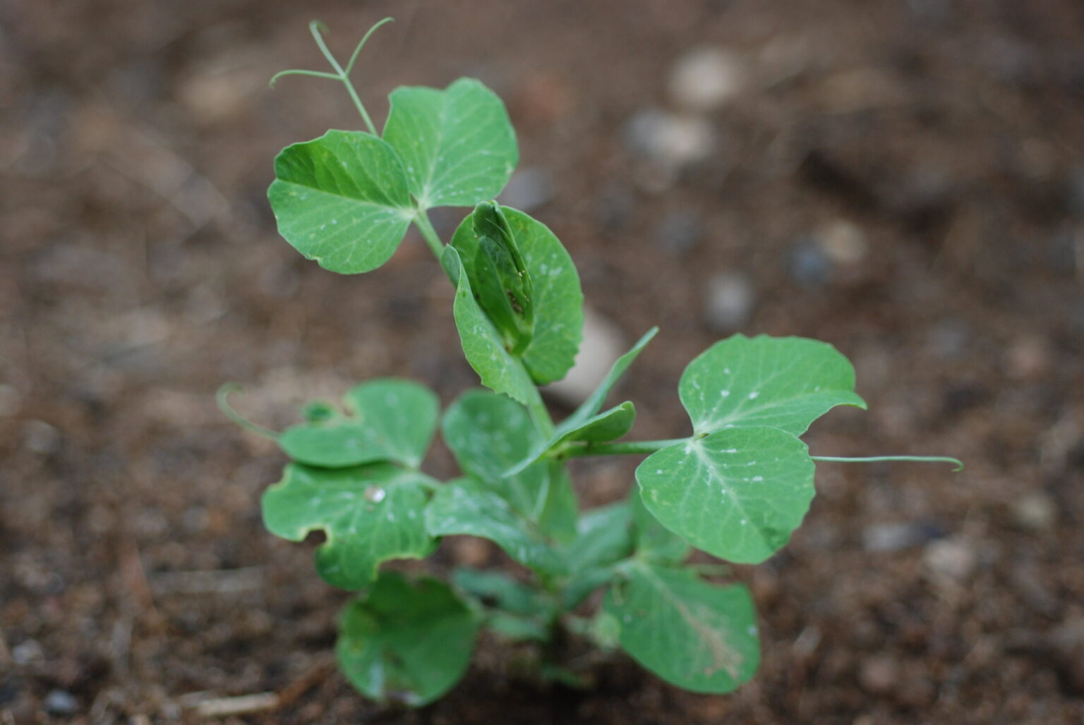 A Pea-sy Guide to Growing Peas: From Seed to Harvest - SeedMoney