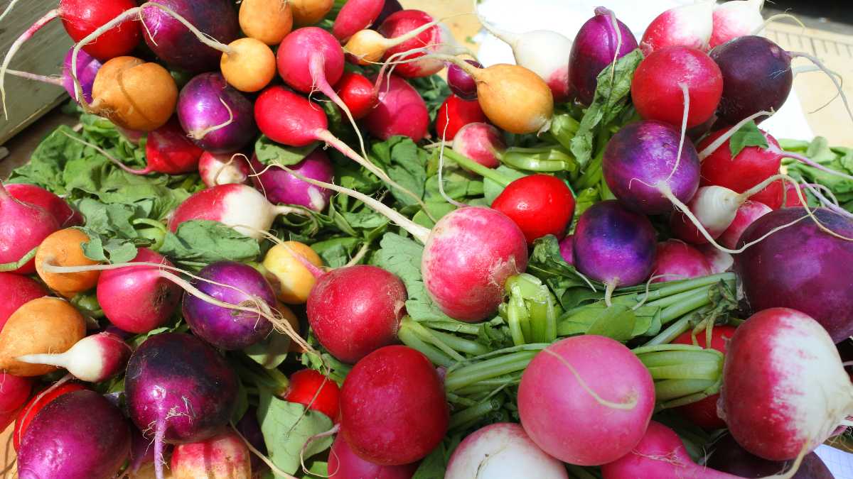 10 Best Crops for School and Youth Gardens - SeedMoney