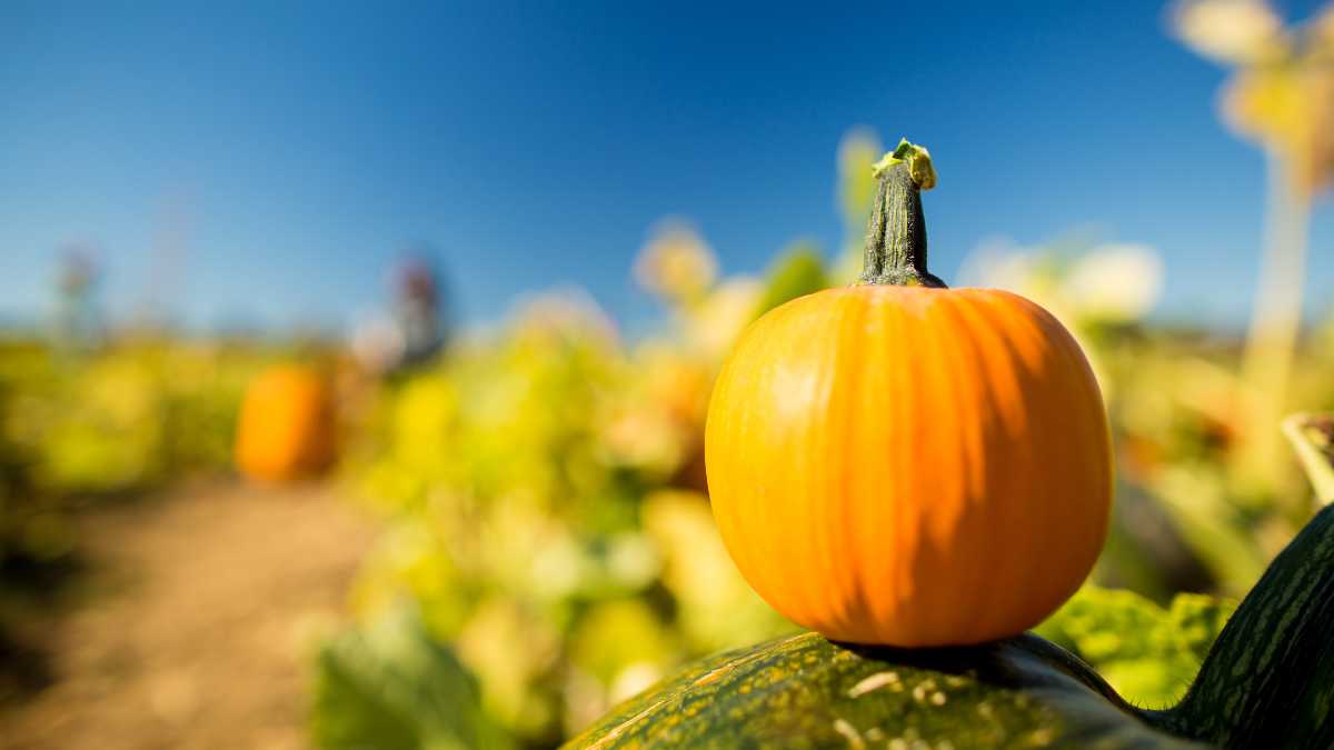 10 Best Crops for School and Youth Gardens - SeedMoney