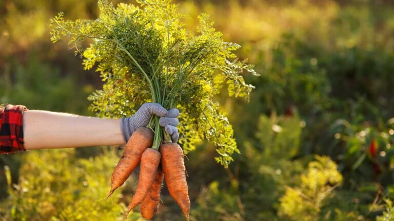 10 Best Crops for School and Youth Gardens - SeedMoney