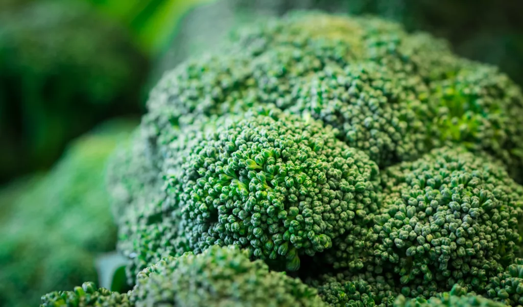Growing Broccoli From Plot to Plate: 5 Tips for a Healthy Harvest ...